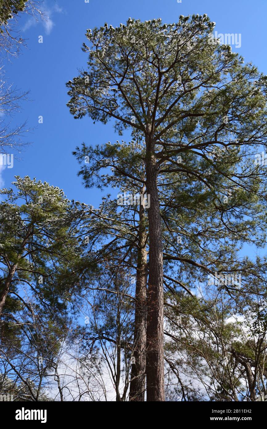 Loblolly Pine Pinus Taeda High Resolution Stock Photography and Images - Alamy