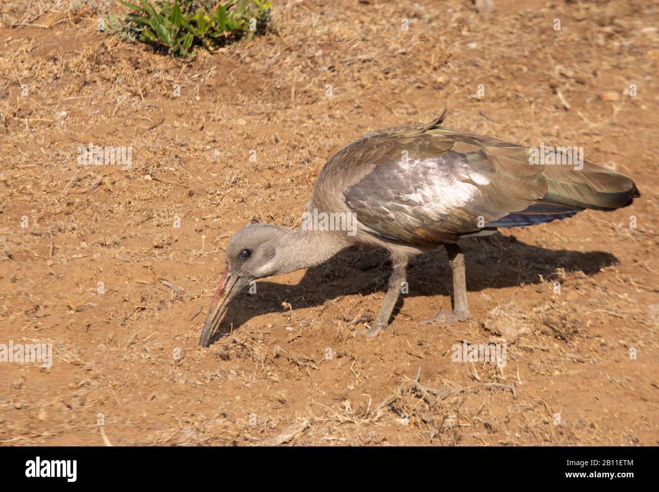 Hadada / Hadeda Ibis (Bostrychia hagedash) foraging in grassland Addo ...