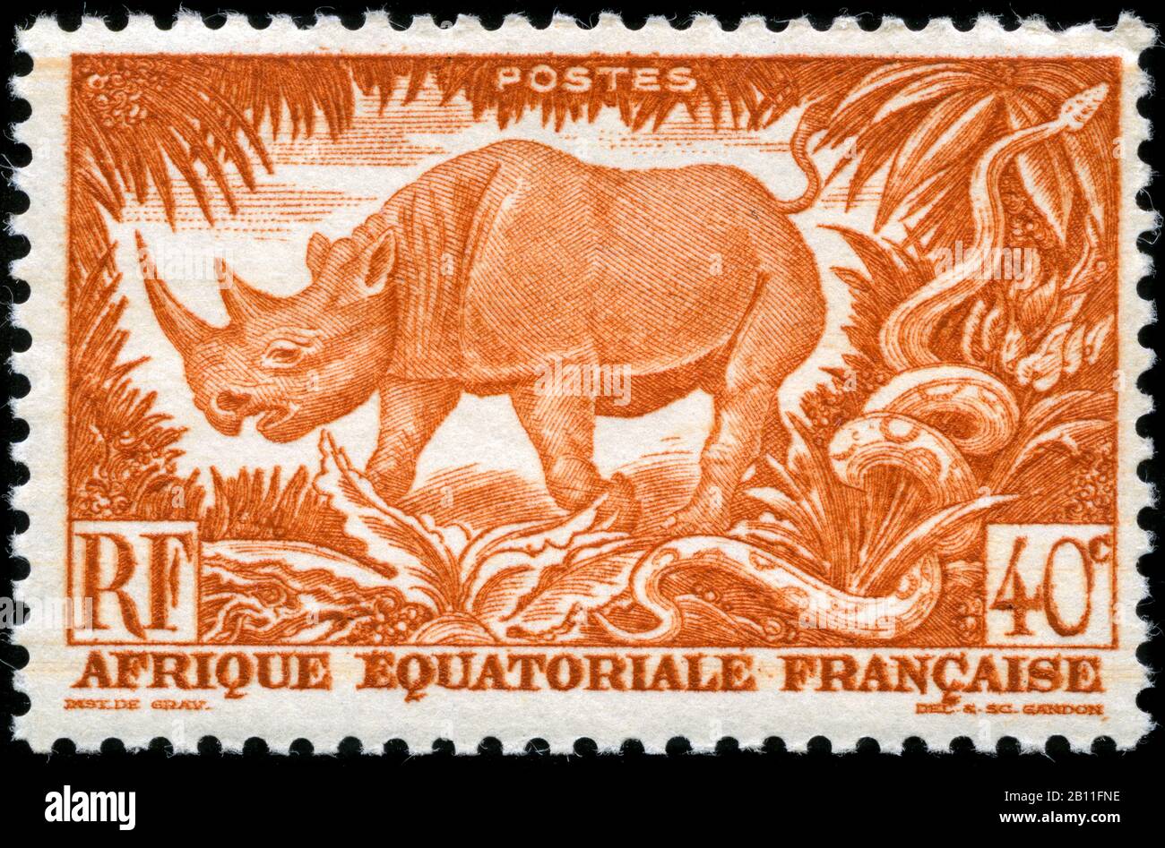 Black Rhinoceros (Diceros bicornis), African Rock Phython (Python sebae ...