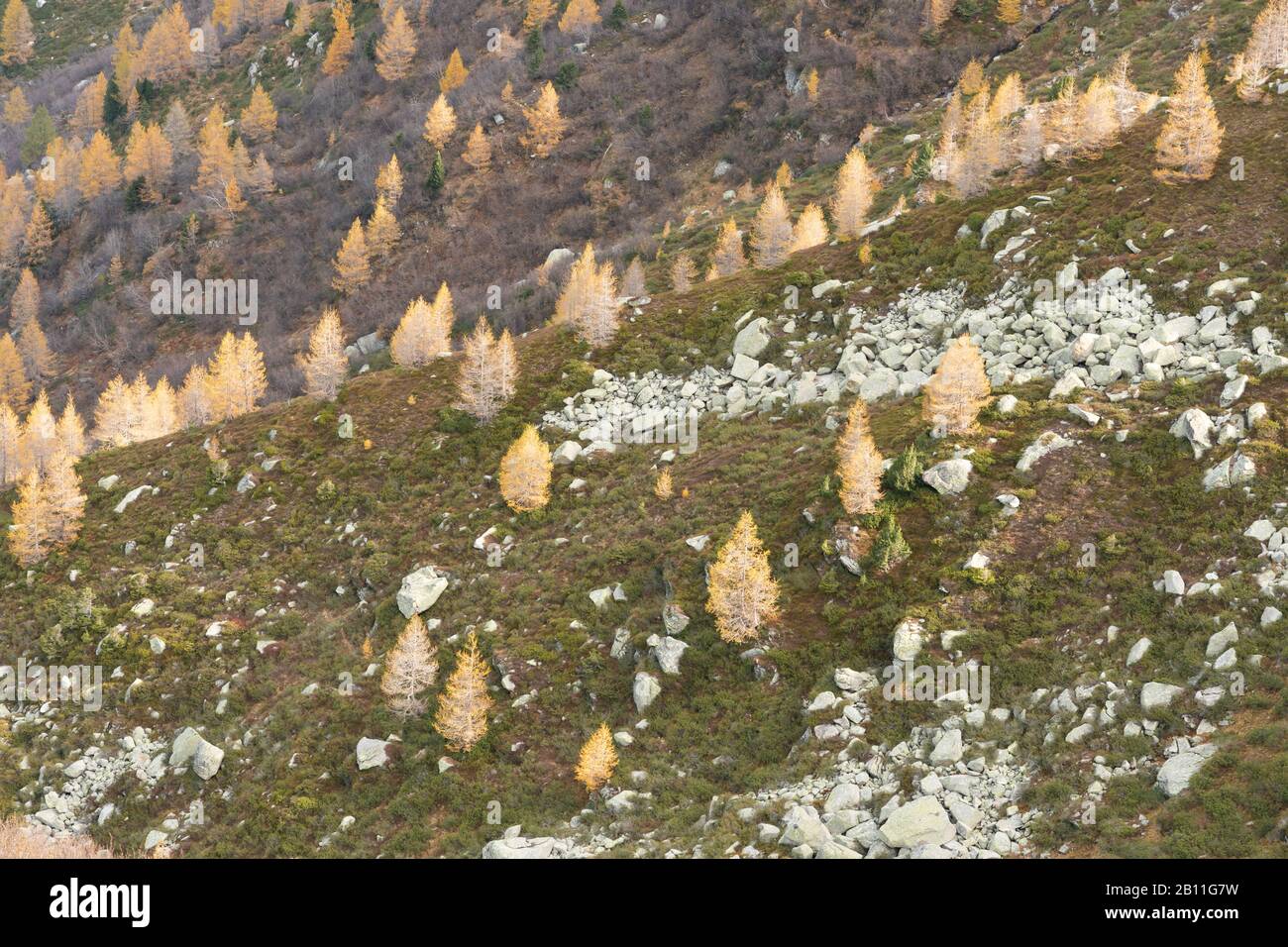 Autumnal trees on a slope with rocks and green vegetation Stock Photo ...