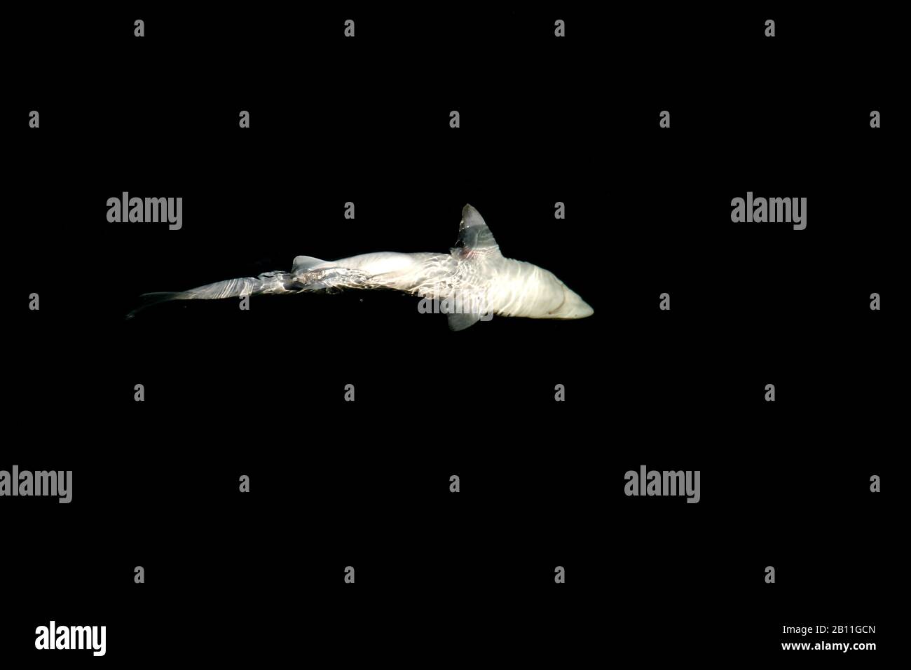 Dead shark in ocean hi-res stock photography and images - Alamy