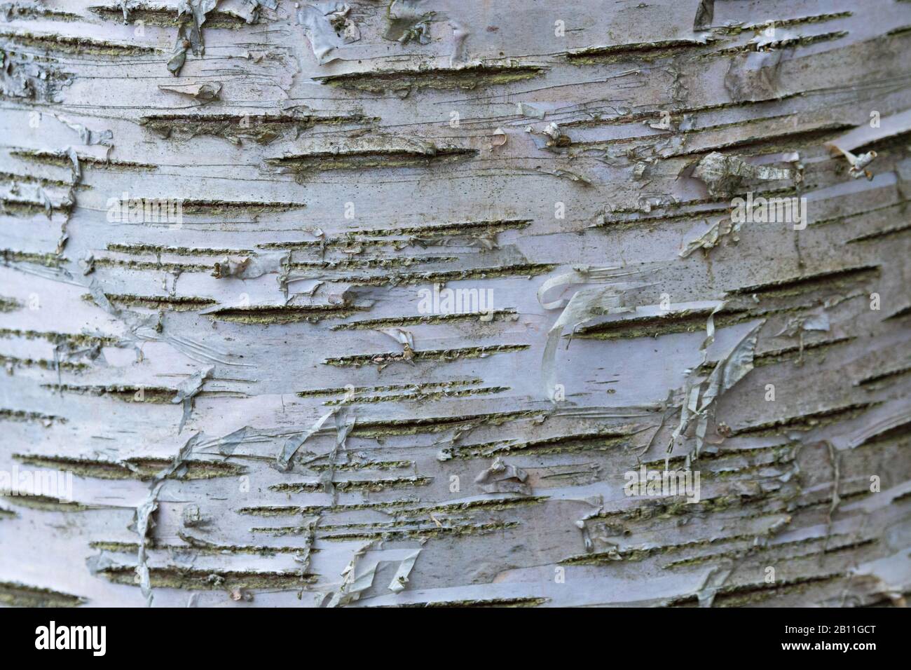 Birch bark closeup hi-res stock photography and images - Alamy
