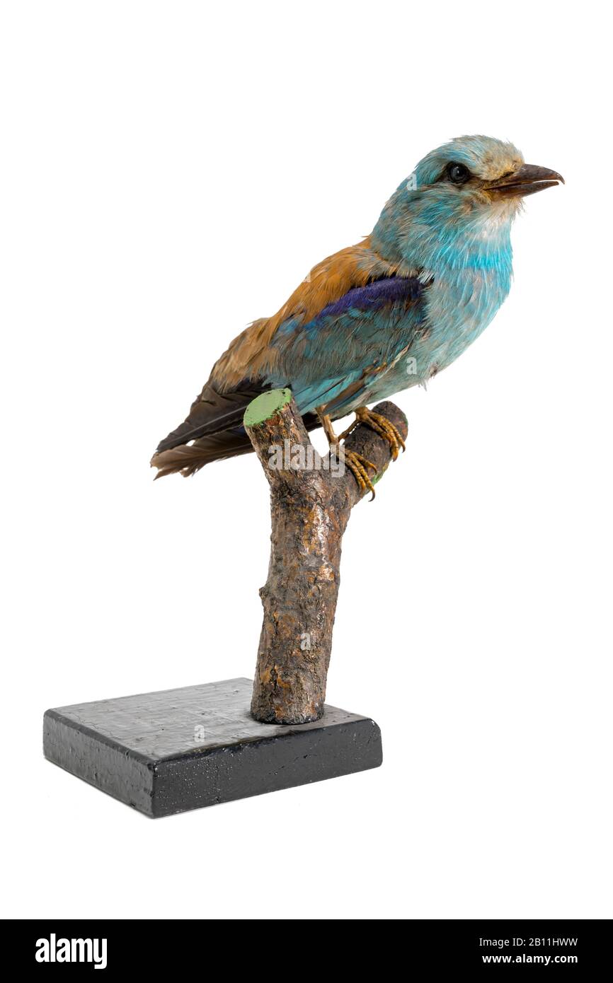 Stuffed, colorful blue rag sits on a branch isolated on white Stock ...