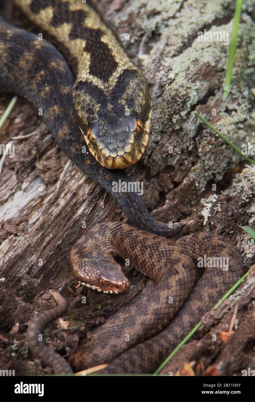 Baby adder hi-res stock photography and images - Alamy