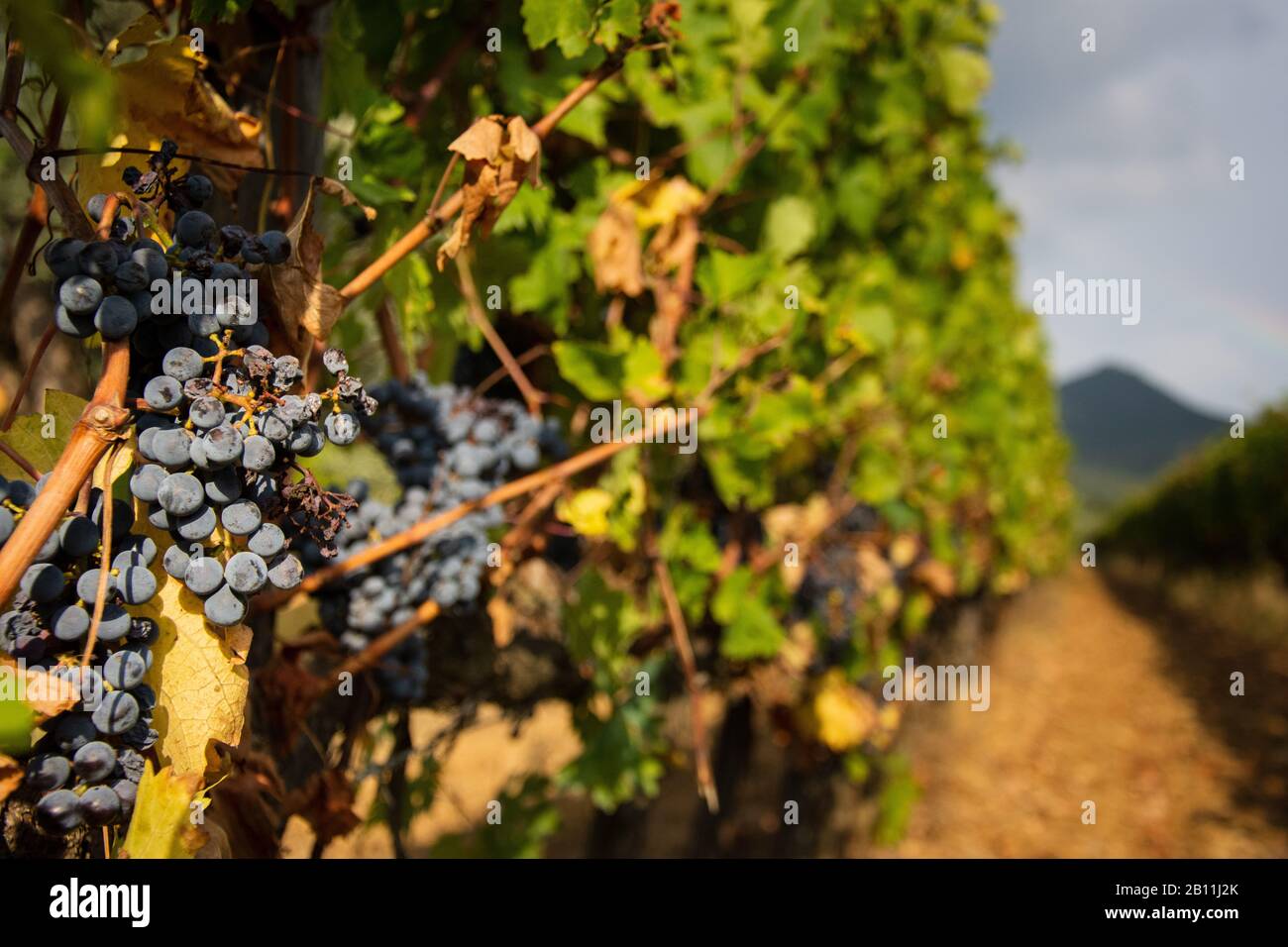 Grapes growing on branches hi-res stock photography and images - Alamy
