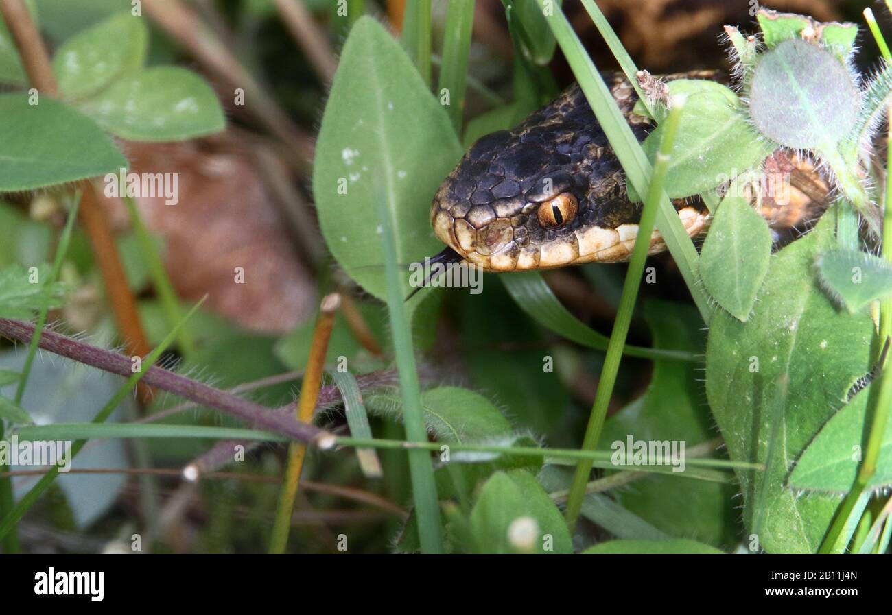 Common adder hi-res stock photography and images - Alamy