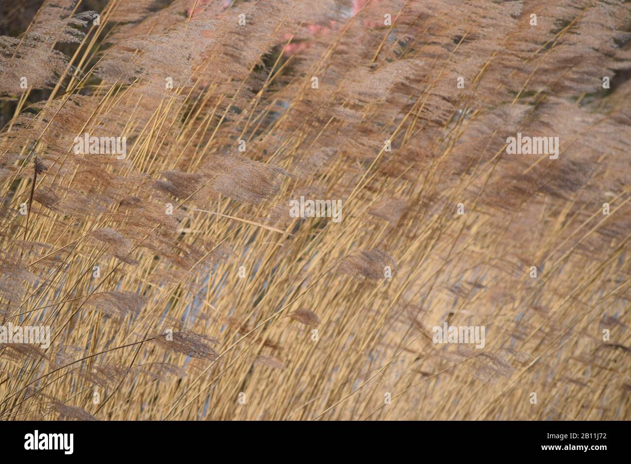 Reed bends in strong Winds Stock Photo - Alamy