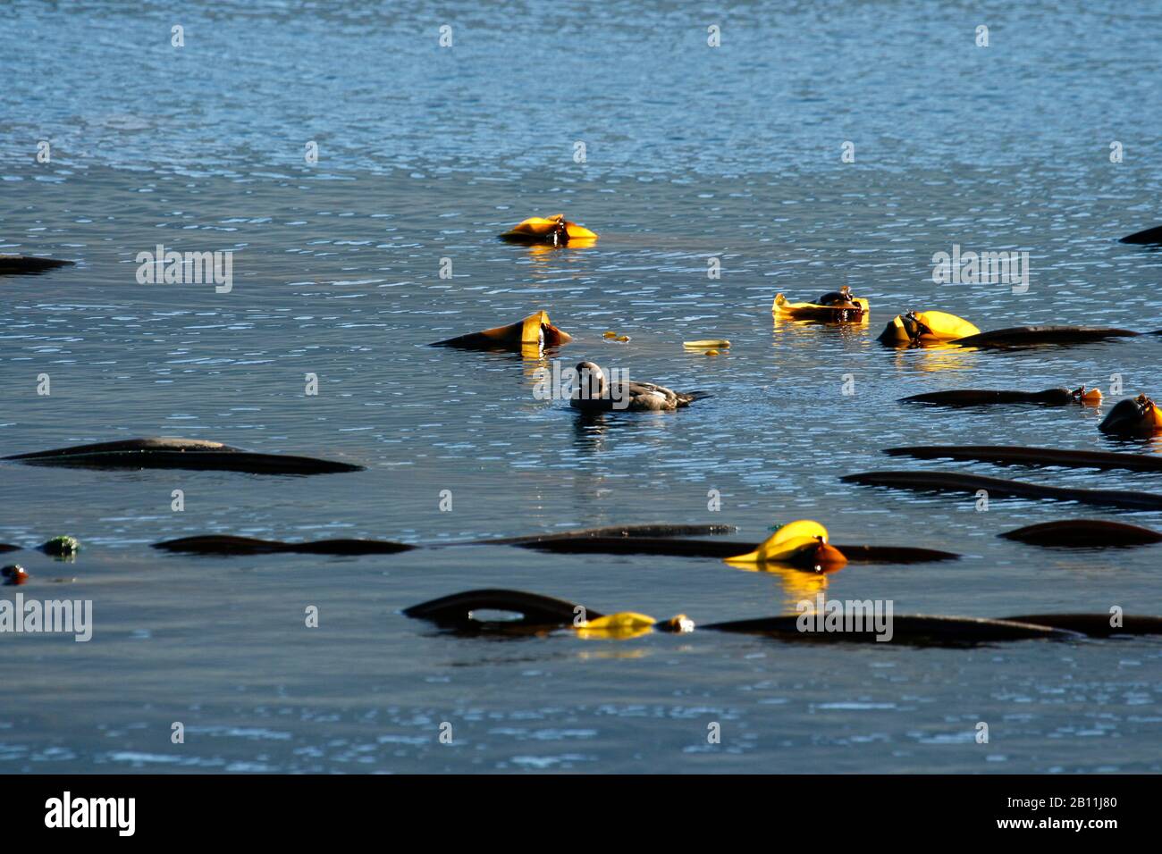 Drake strait hi-res stock photography and images - Alamy