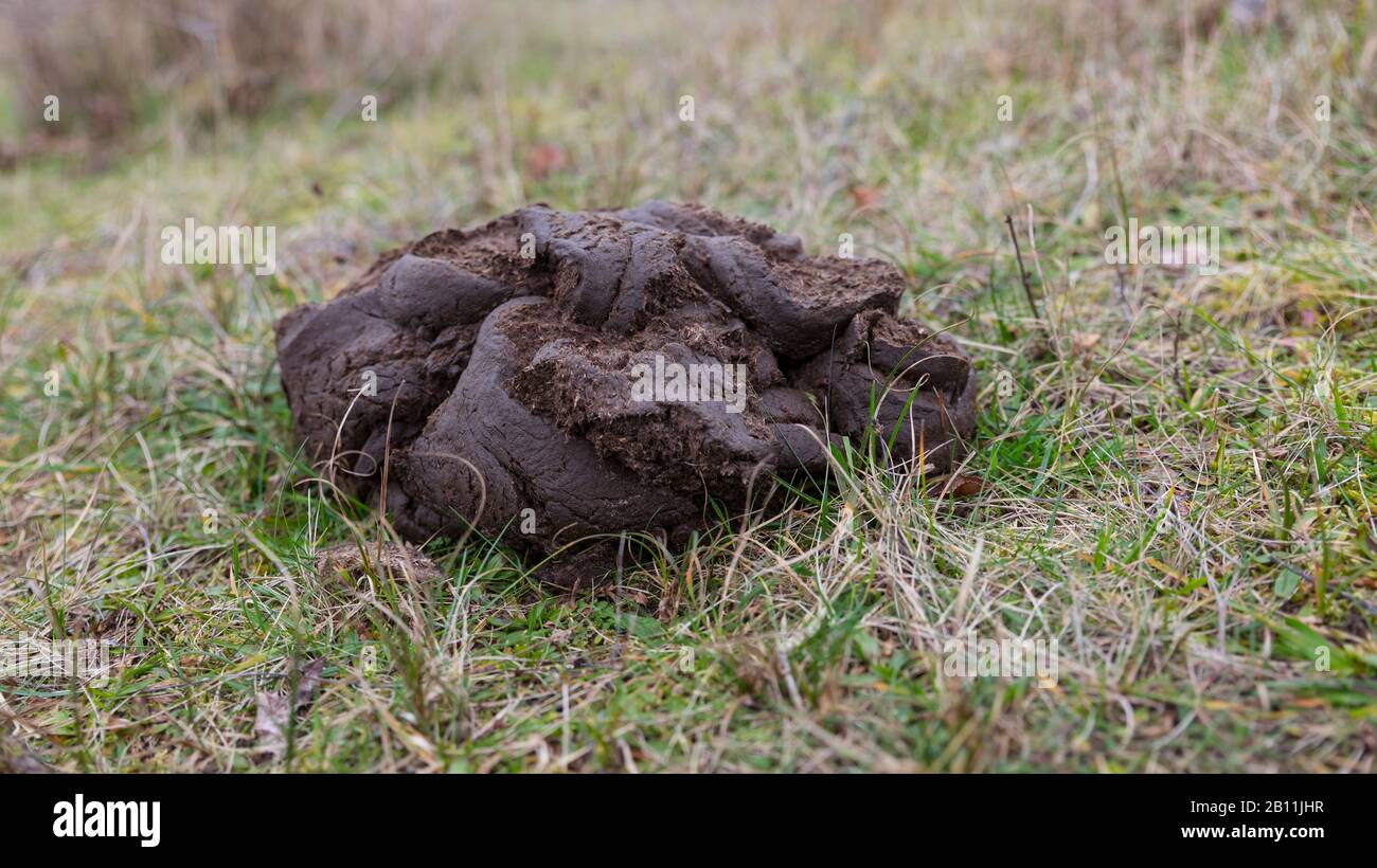 Cow manure hi-res stock photography and images - Alamy