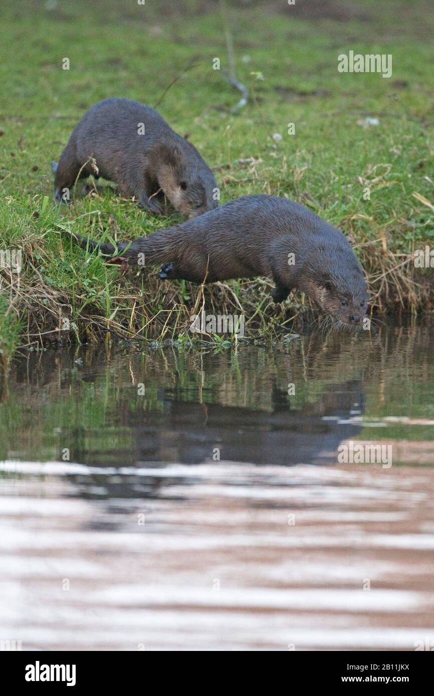 Common Otter (Lutra lutra Stock Photo - Alamy
