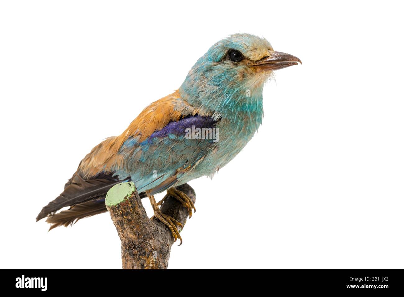 Stuffed, colorful blue rag sits on a branch isolated on white Stock ...