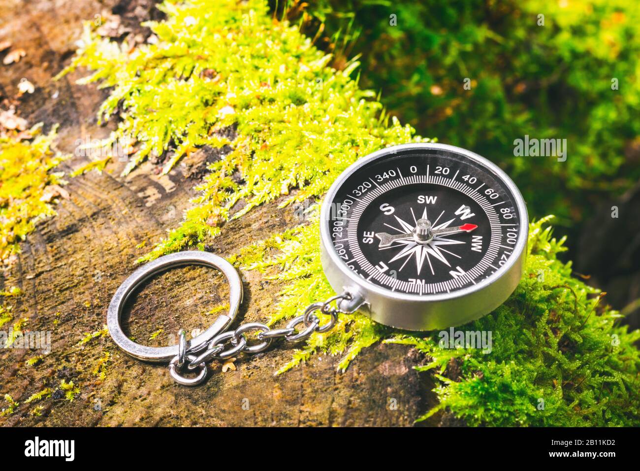 Tree and compass hi-res stock photography and images - Alamy