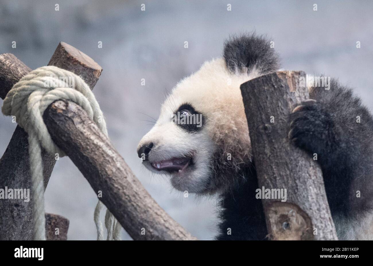 Berlin, Germany. 22nd Feb, 2020. One of the two young pandas is playing ...