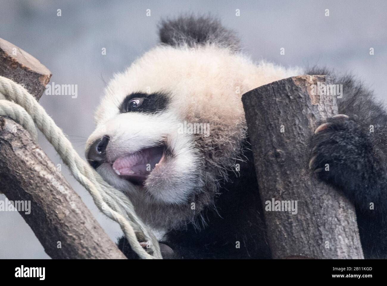 Berlin, Germany. 22nd Feb, 2020. One of the two young pandas is playing ...
