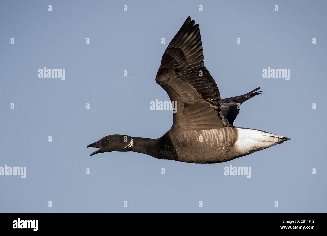 Squawking bird hi-res stock photography and images - Alamy