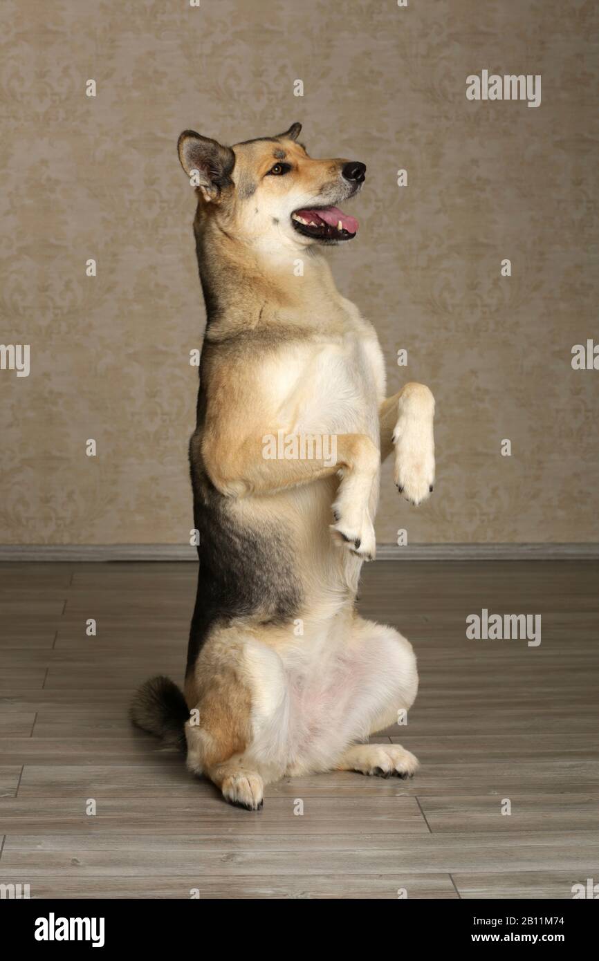 German shepherd inside house hi-res stock photography and images - Alamy