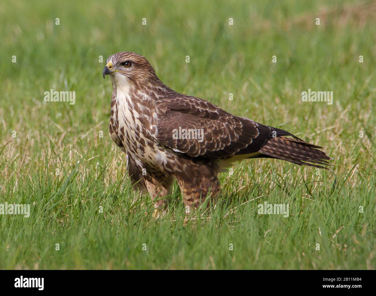 Buzzard uk hi-res stock photography and images - Alamy