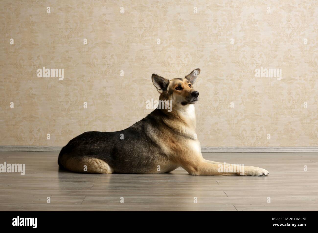 German shepherd inside house hi-res stock photography and images - Alamy