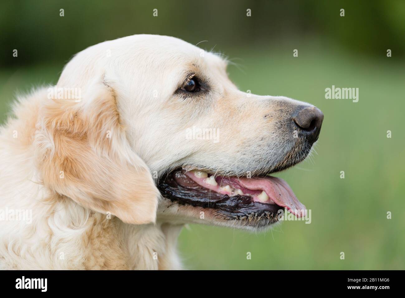 Labrador side profile hi-res stock photography and images - Alamy