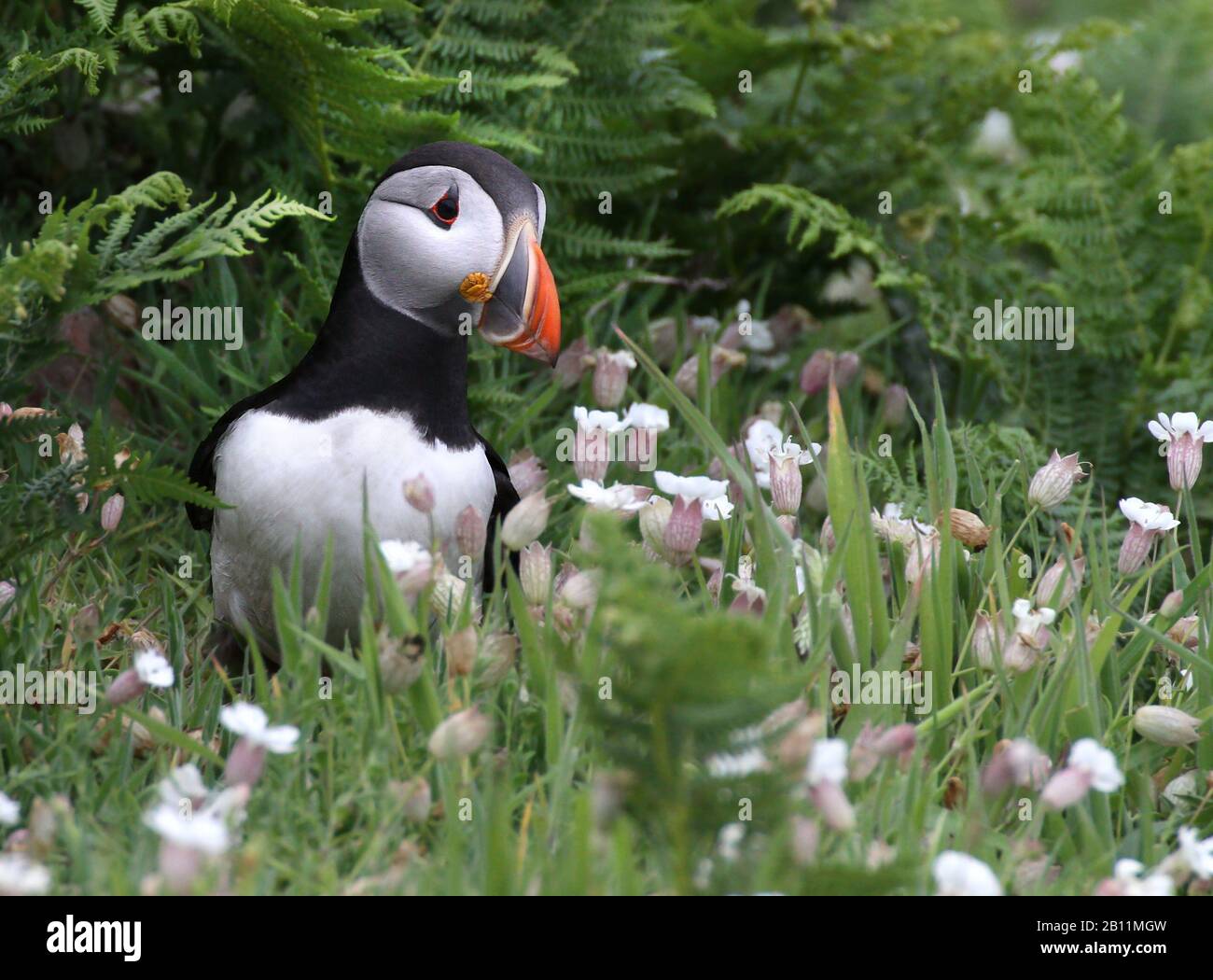 Puffin, Fratercula arctica, Gazing Out From Among Grass, Ferns And ...