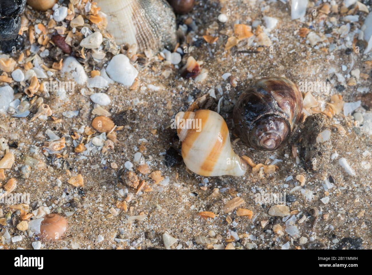 Banded Chink Shell (Lacuna vincta Stock Photo - Alamy