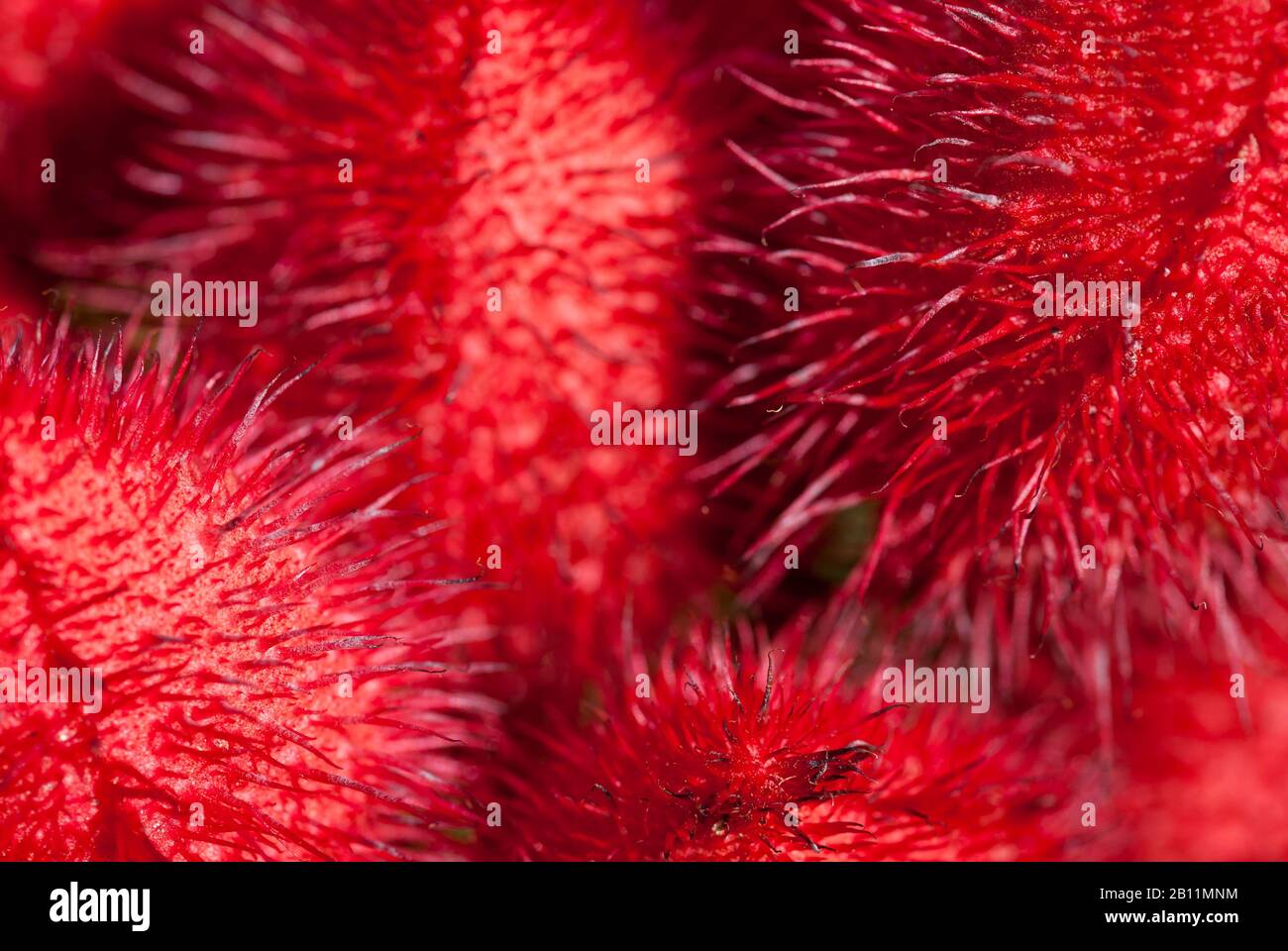 Full frame close-up background of spiky red rambutan tropical fruit ...
