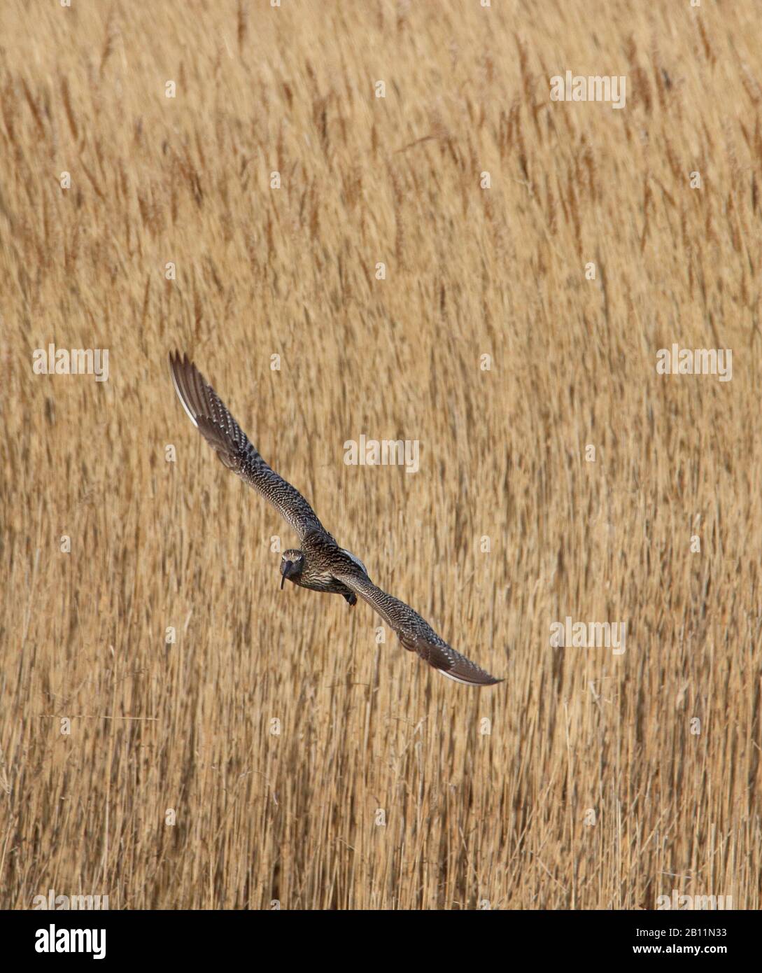 Flying curlew uk hi-res stock photography and images - Alamy