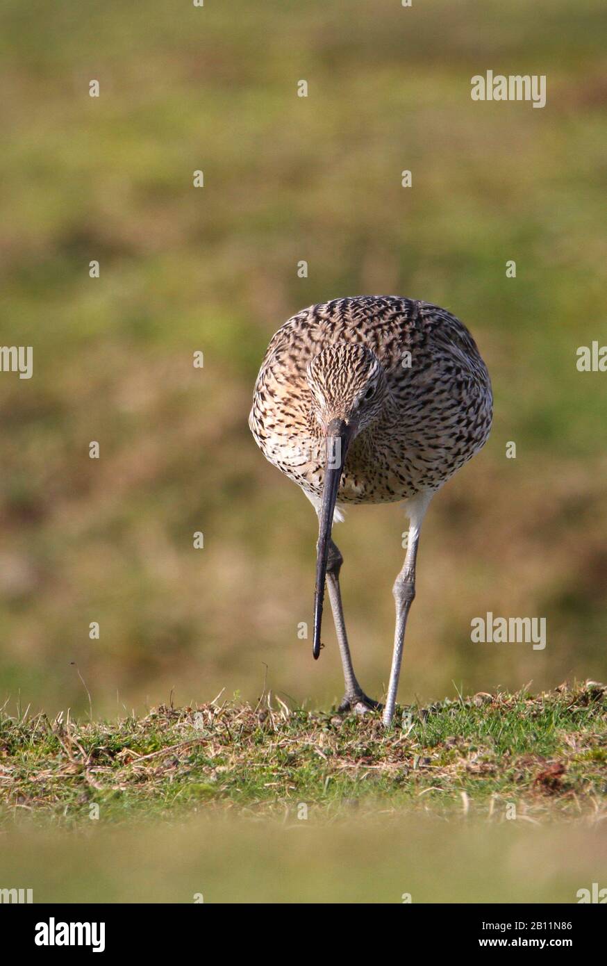 Marsh insects hi-res stock photography and images - Alamy