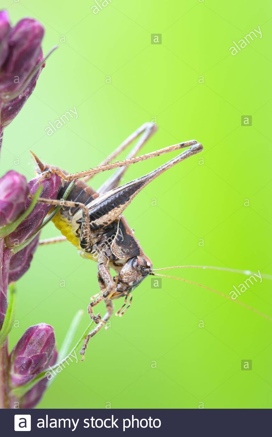 Cricket Legs Insect High Resolution Stock Photography and Images - Alamy