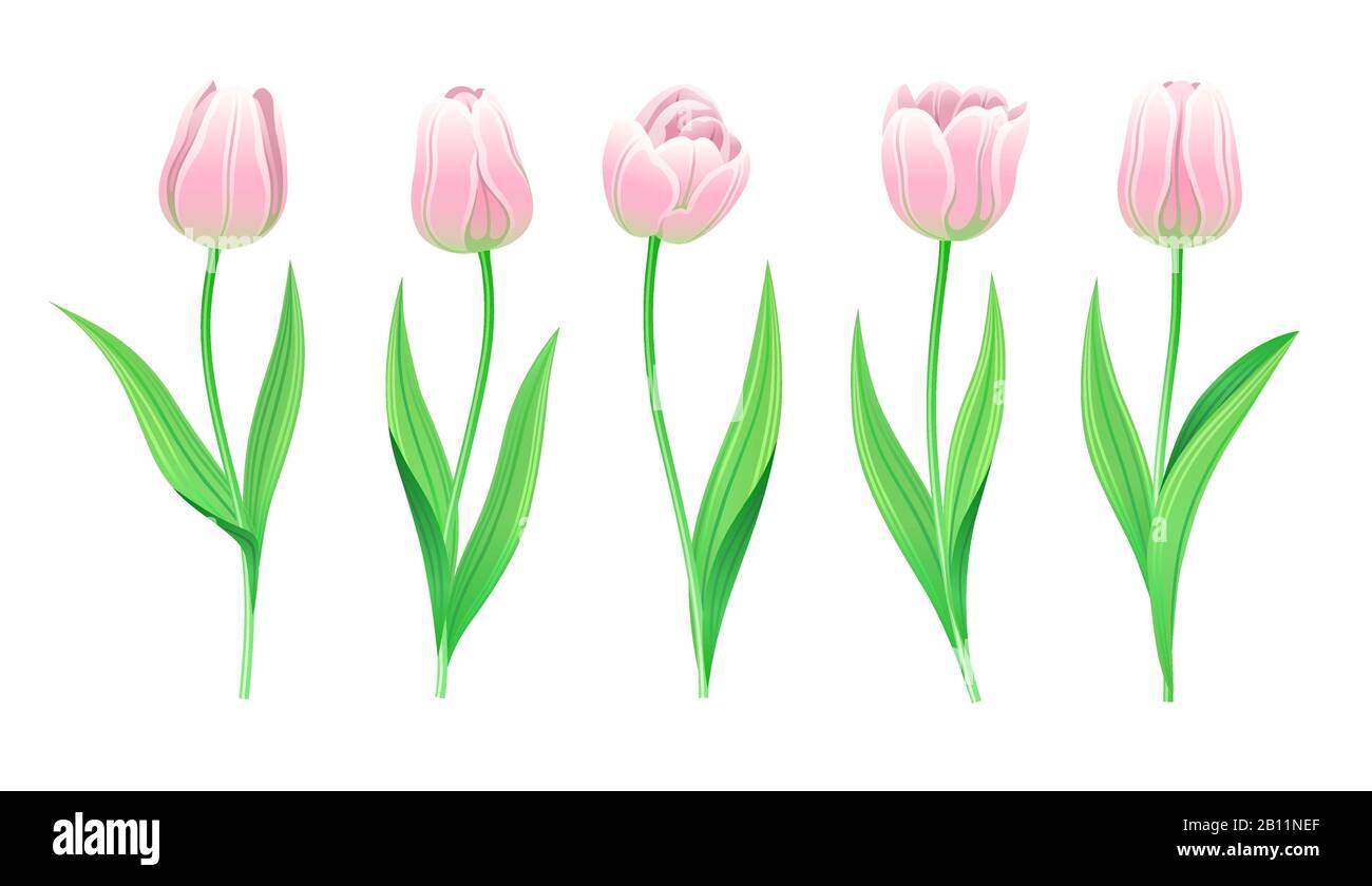 Spring Tulips Clipart