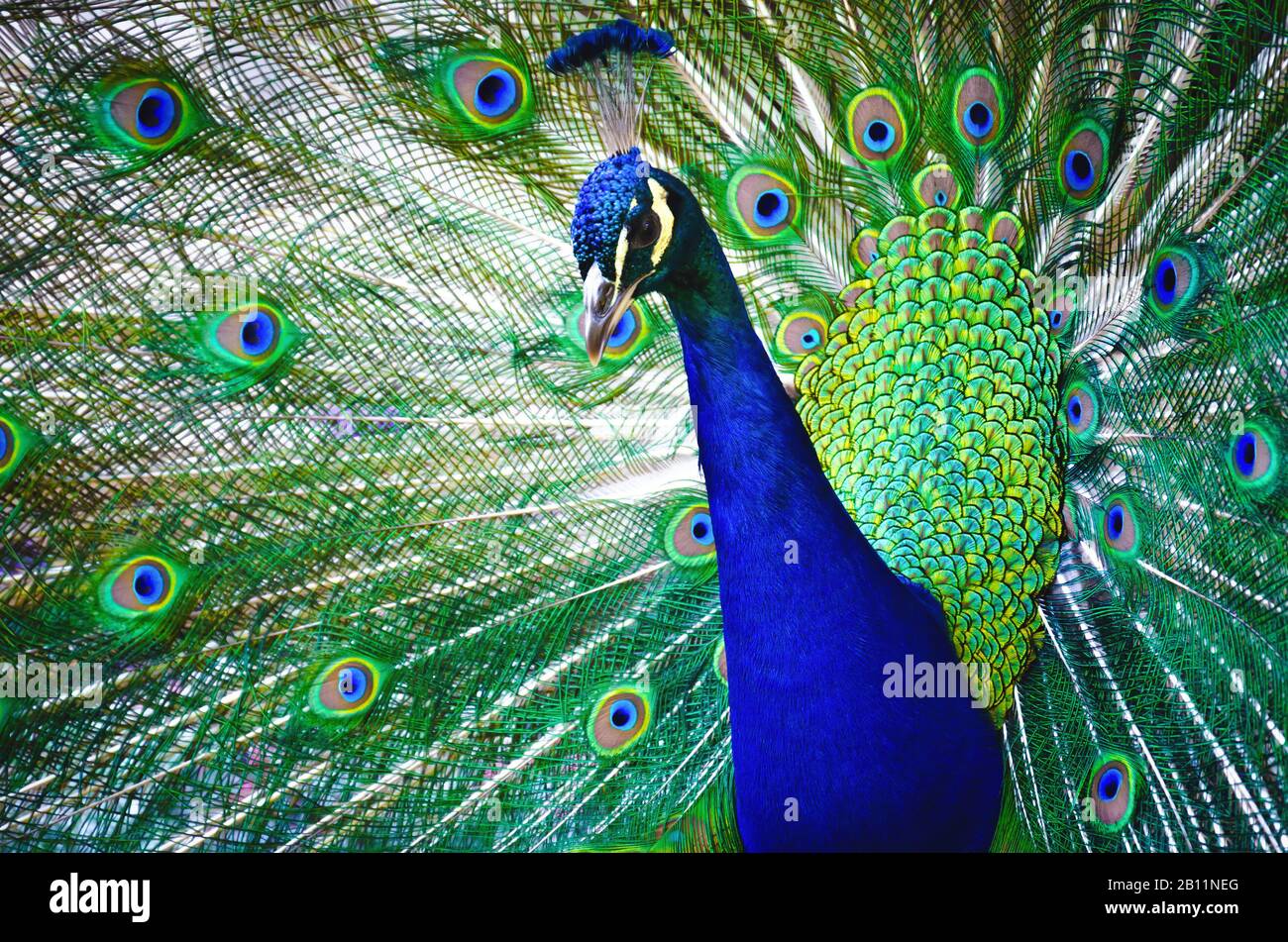 Portrait of beautiful peacock with feathers out. Nature background ...