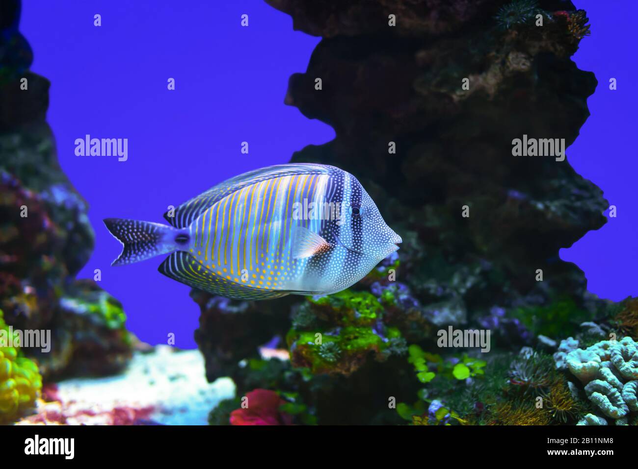 Sailfin tang fish simming on stone reef background Stock Photo - Alamy