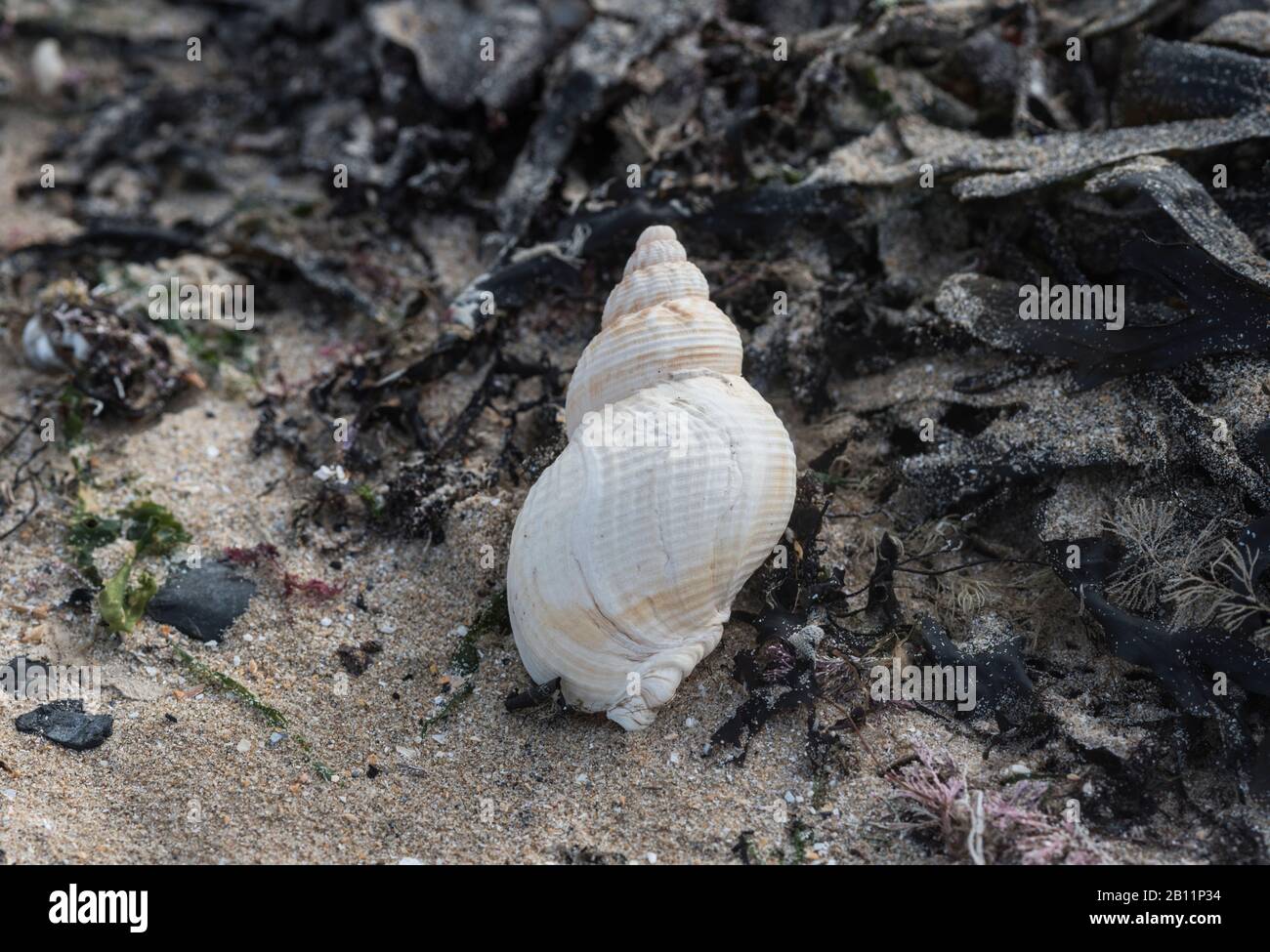 Washed up shell of the gastropod, Common Whelk (Buccinum undatum Stock ...
