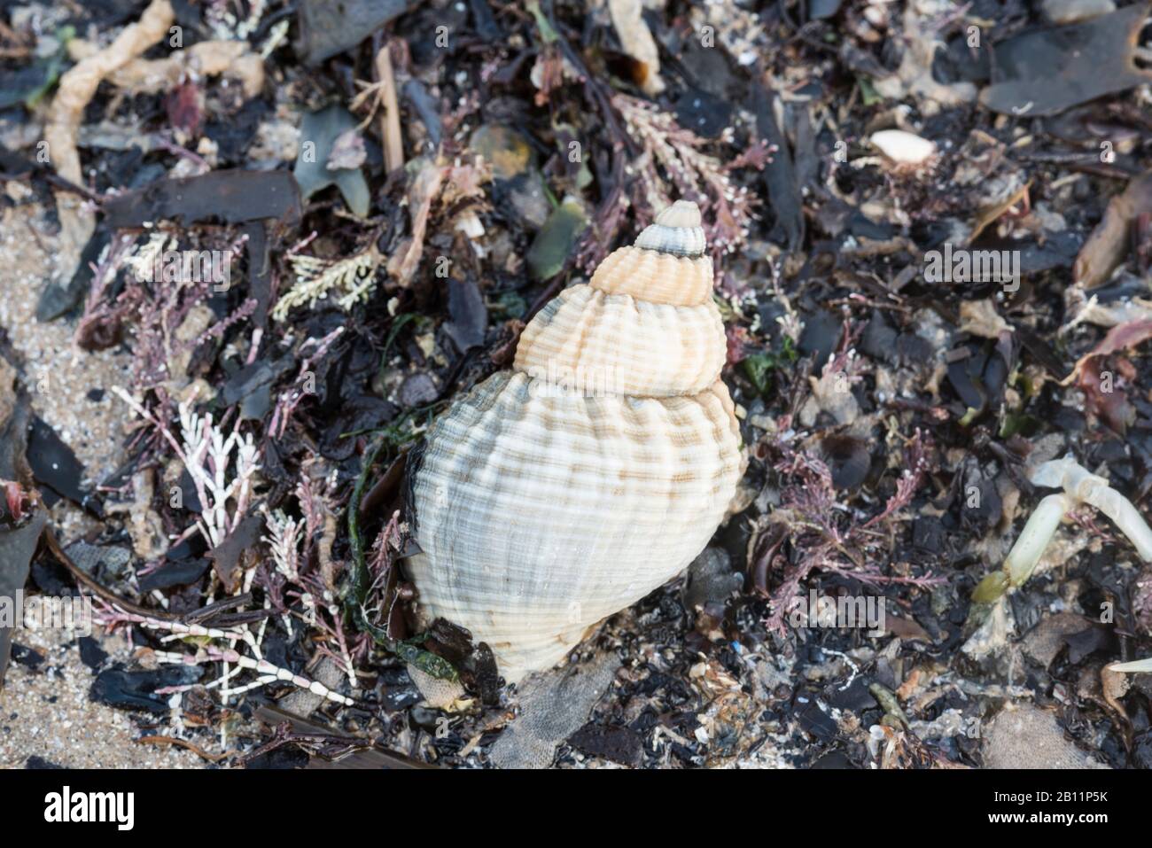 Washed up shell of the gastropod, Common Whelk (Buccinum undatum Stock ...