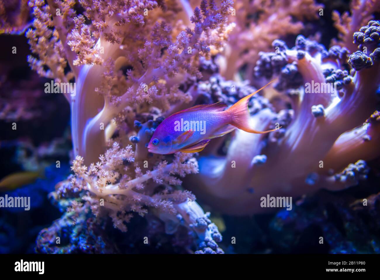 Sea goldie fish swimming on pink coral reef background Stock Photo - Alamy