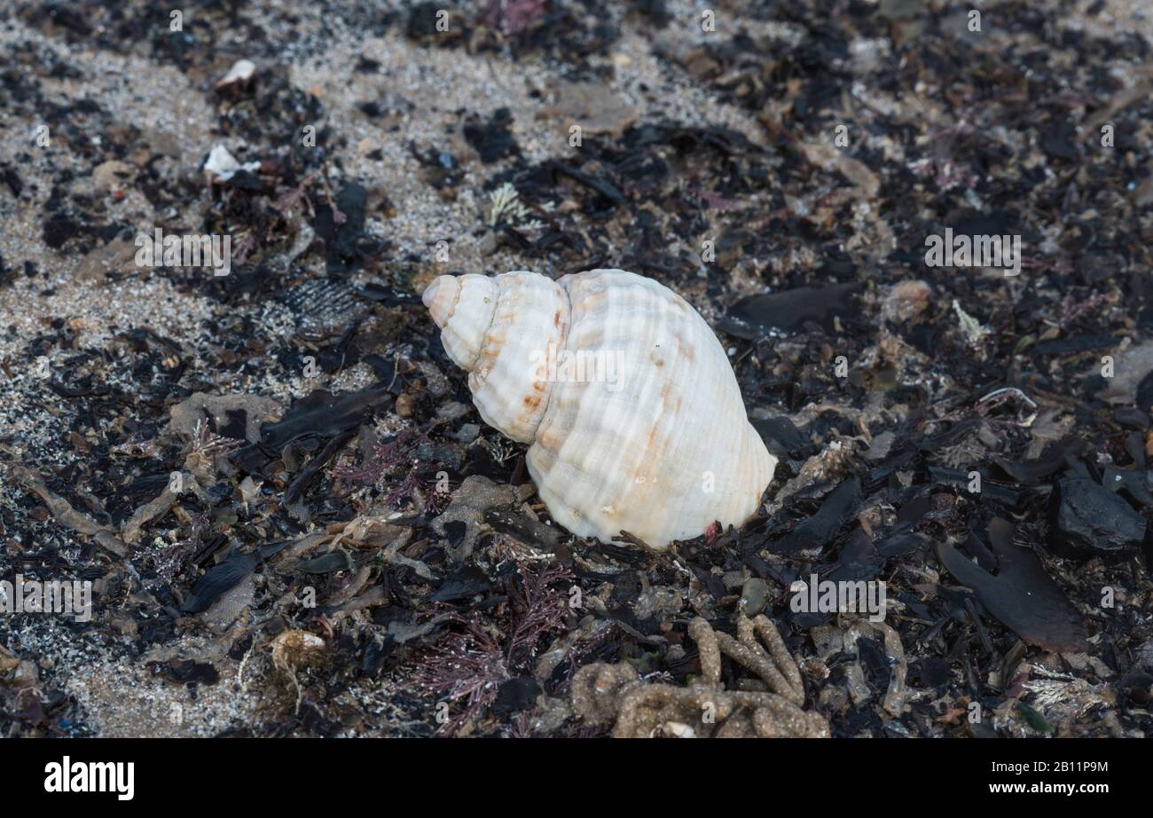 Washed up shell of the gastropod, Common Whelk (Buccinum undatum Stock ...
