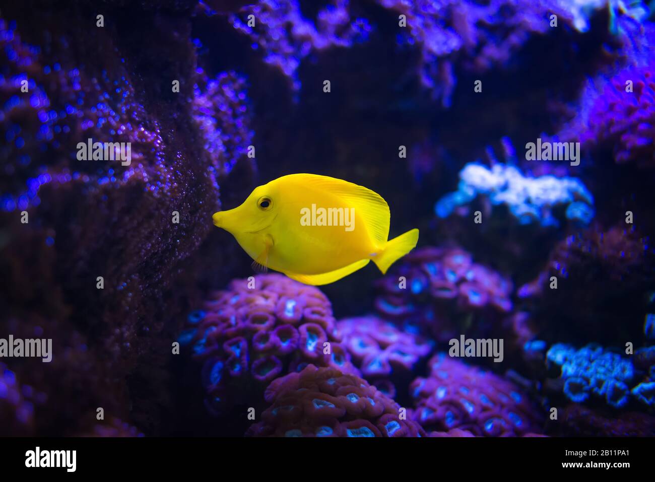 Yellow tang fish on purple reef background. Zebrasoma flavescens fish ...