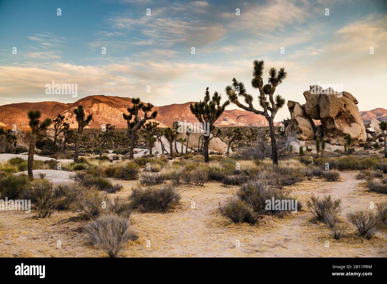 Joshua Tree National Park, Mojave Desert, California, USA Stock Photo ...
