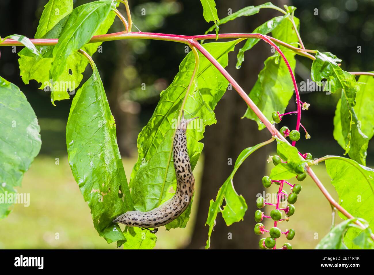 Limax maximus, leopard slug, great grey slug, keeled slug, limacidae on ...