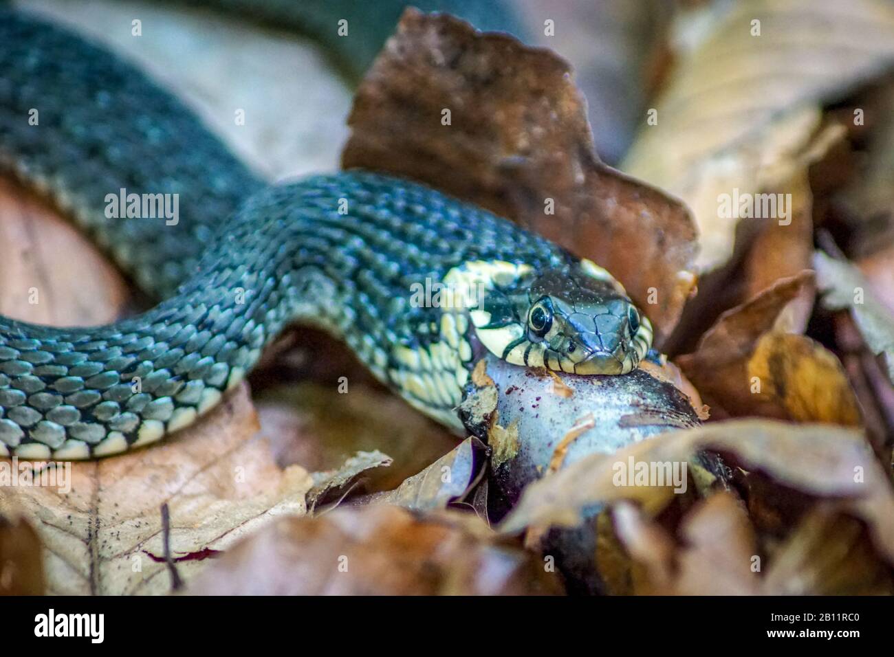 Snake detailed hi-res stock photography and images - Alamy