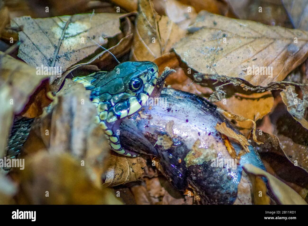 Snake feeding hi-res stock photography and images - Alamy