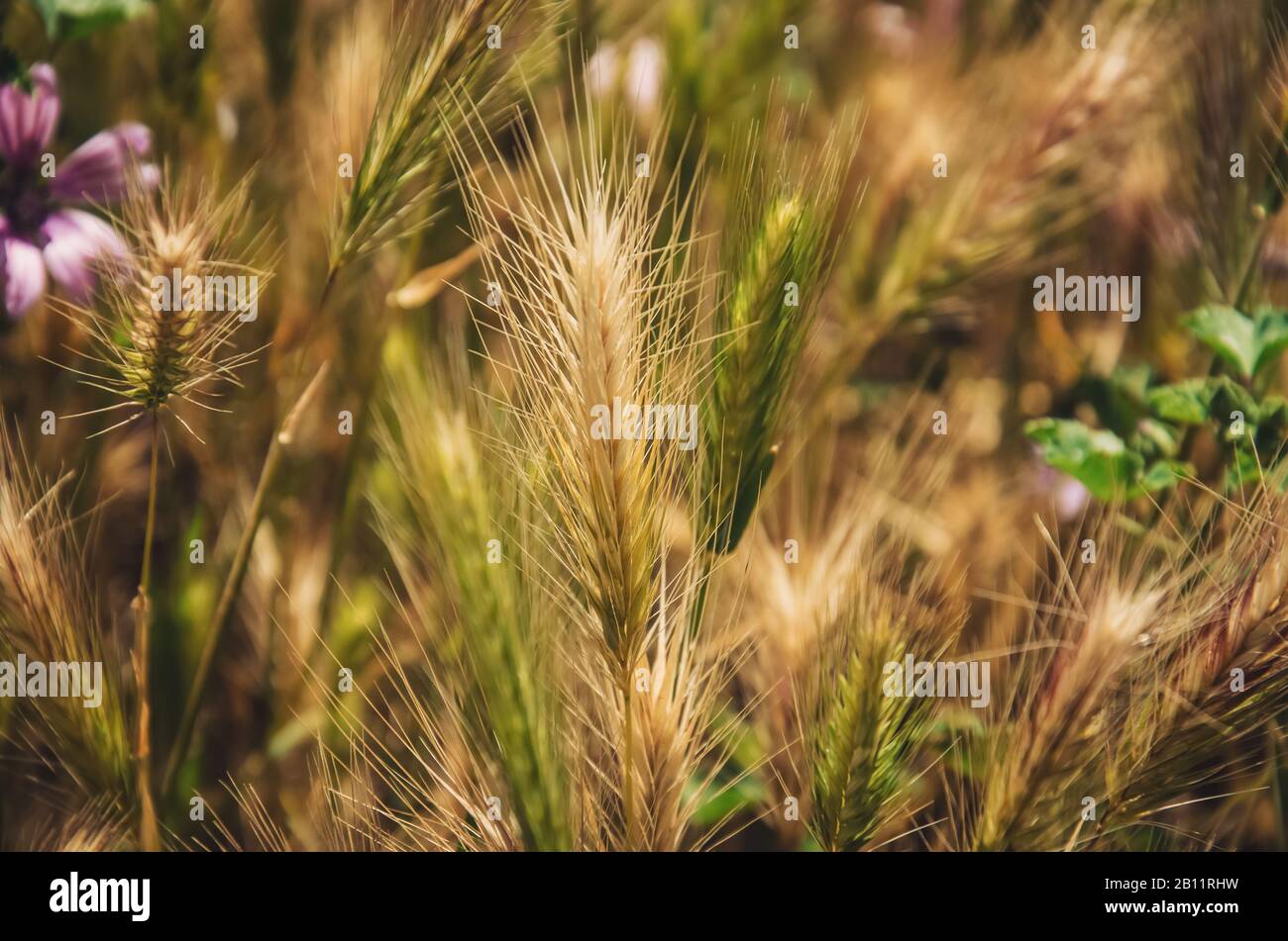 Wheat spike on summer field at sunny day background Stock Photo - Alamy