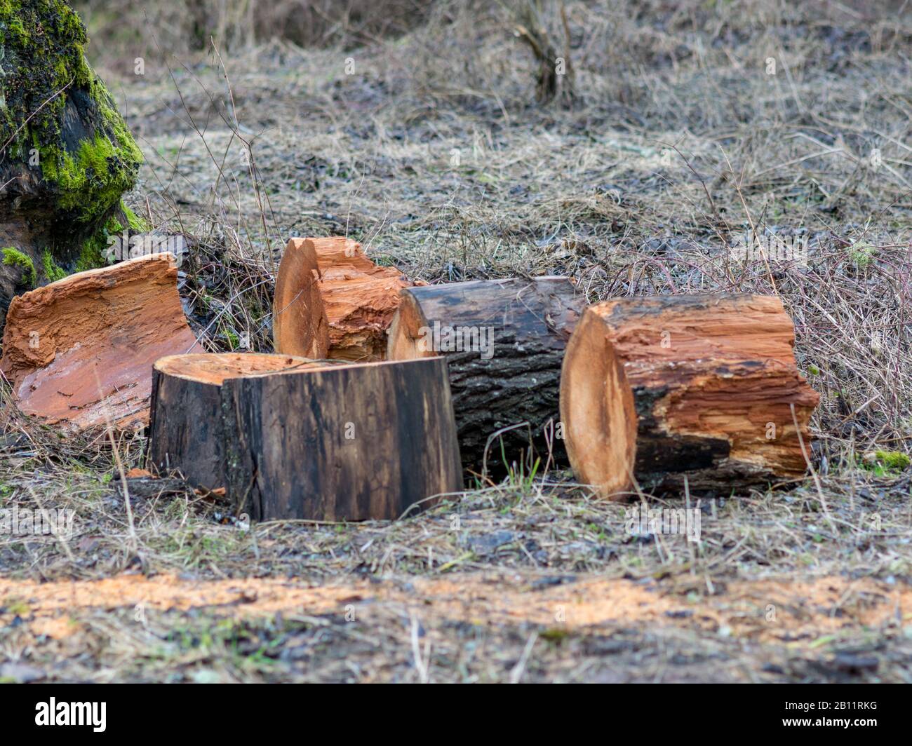 picture with thick wooden blocks, trees in bright orange color Stock ...