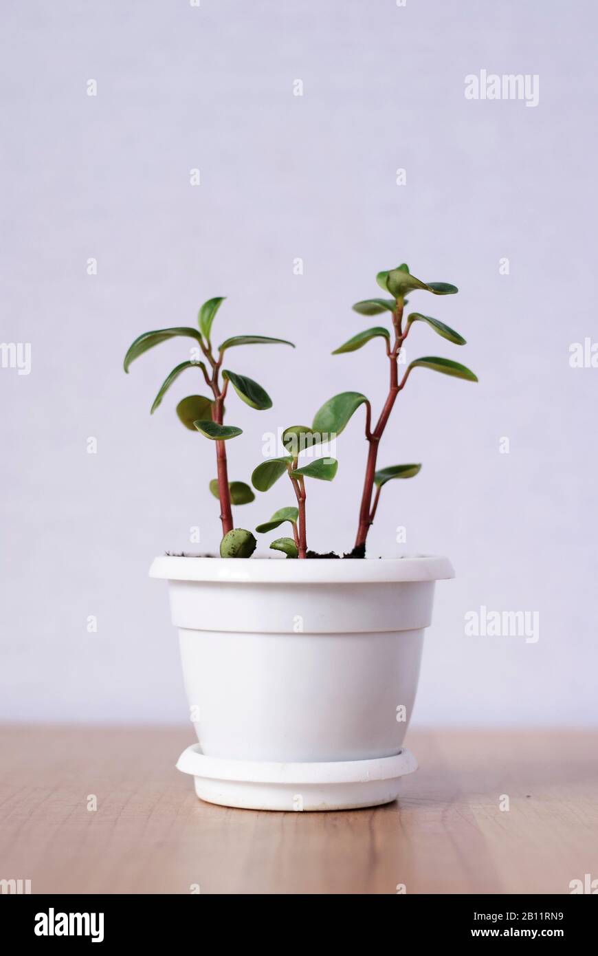 Three stems of a small succulent plant Stock Photo - Alamy