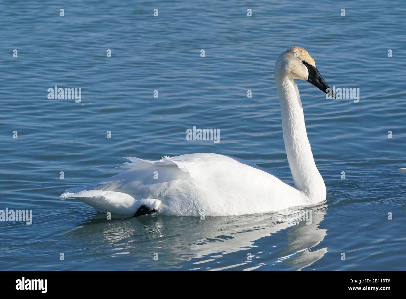 Trumpeter Swans at the lake Stock Photo - Alamy