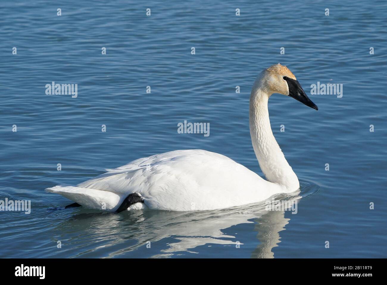 Extinct swan hi-res stock photography and images - Alamy