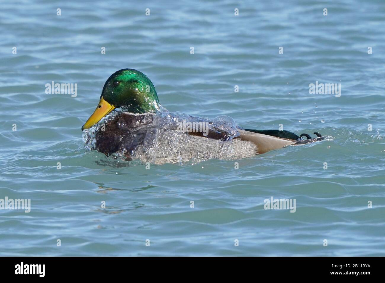 Mallard ducks at Lake Ontario Stock Photo - Alamy