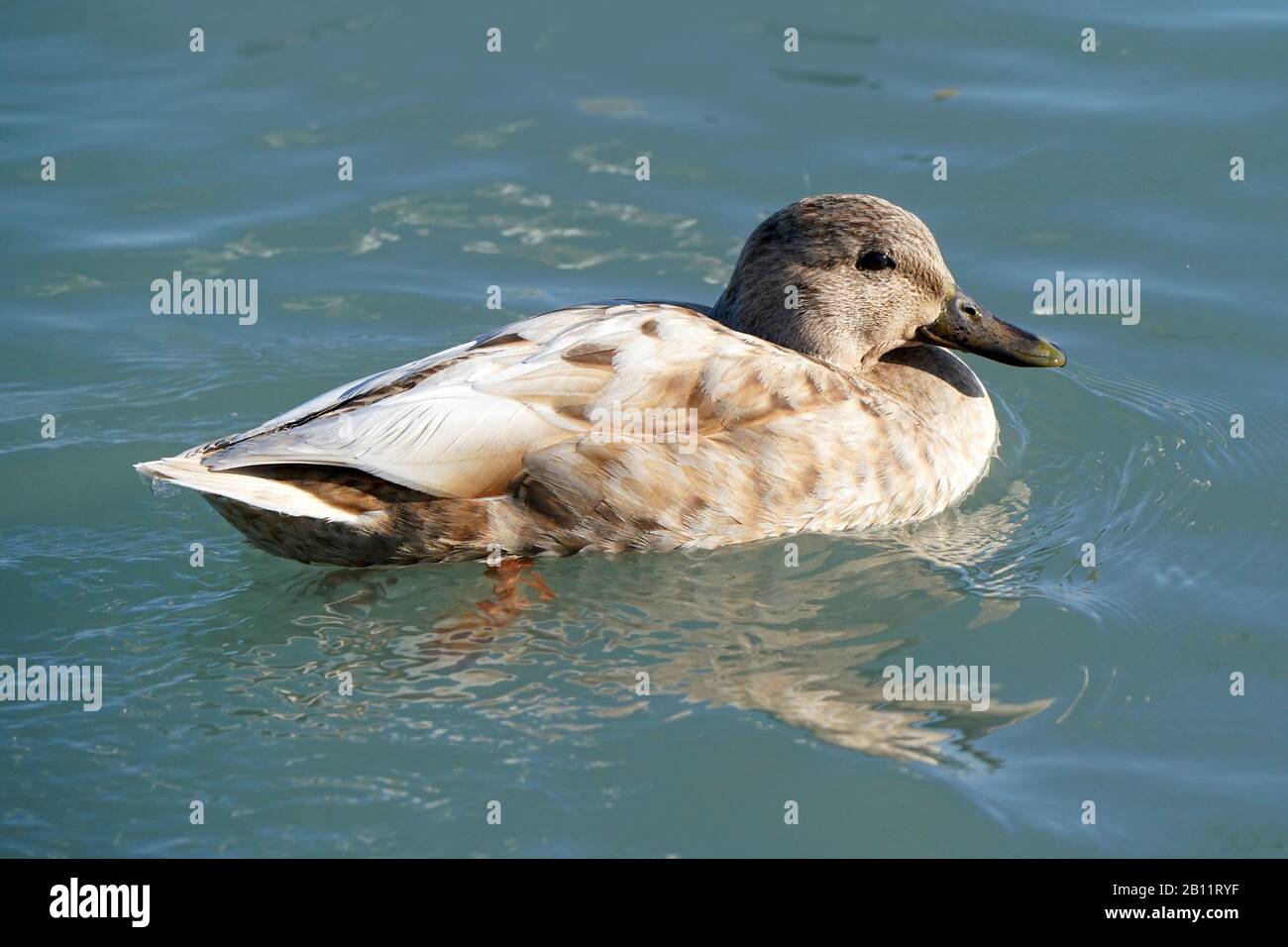 Leucistic mallard hi-res stock photography and images - Alamy