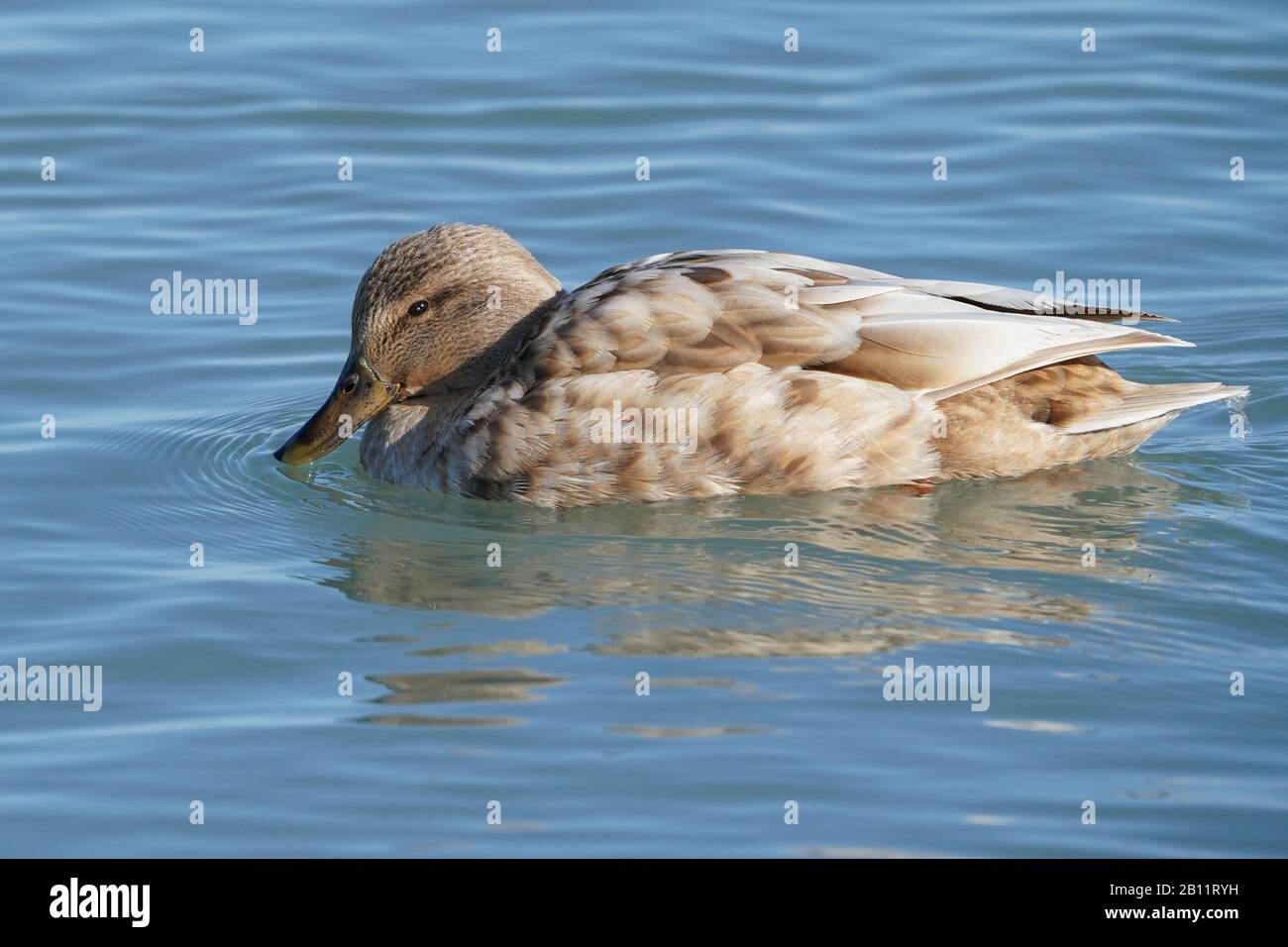 Leucistic mallard duck hi-res stock photography and images - Alamy