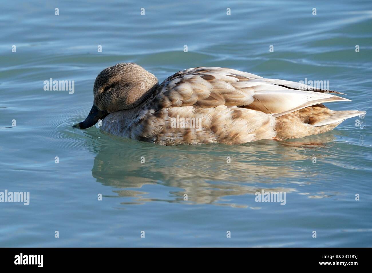 Leucistic mallard hi-res stock photography and images - Alamy